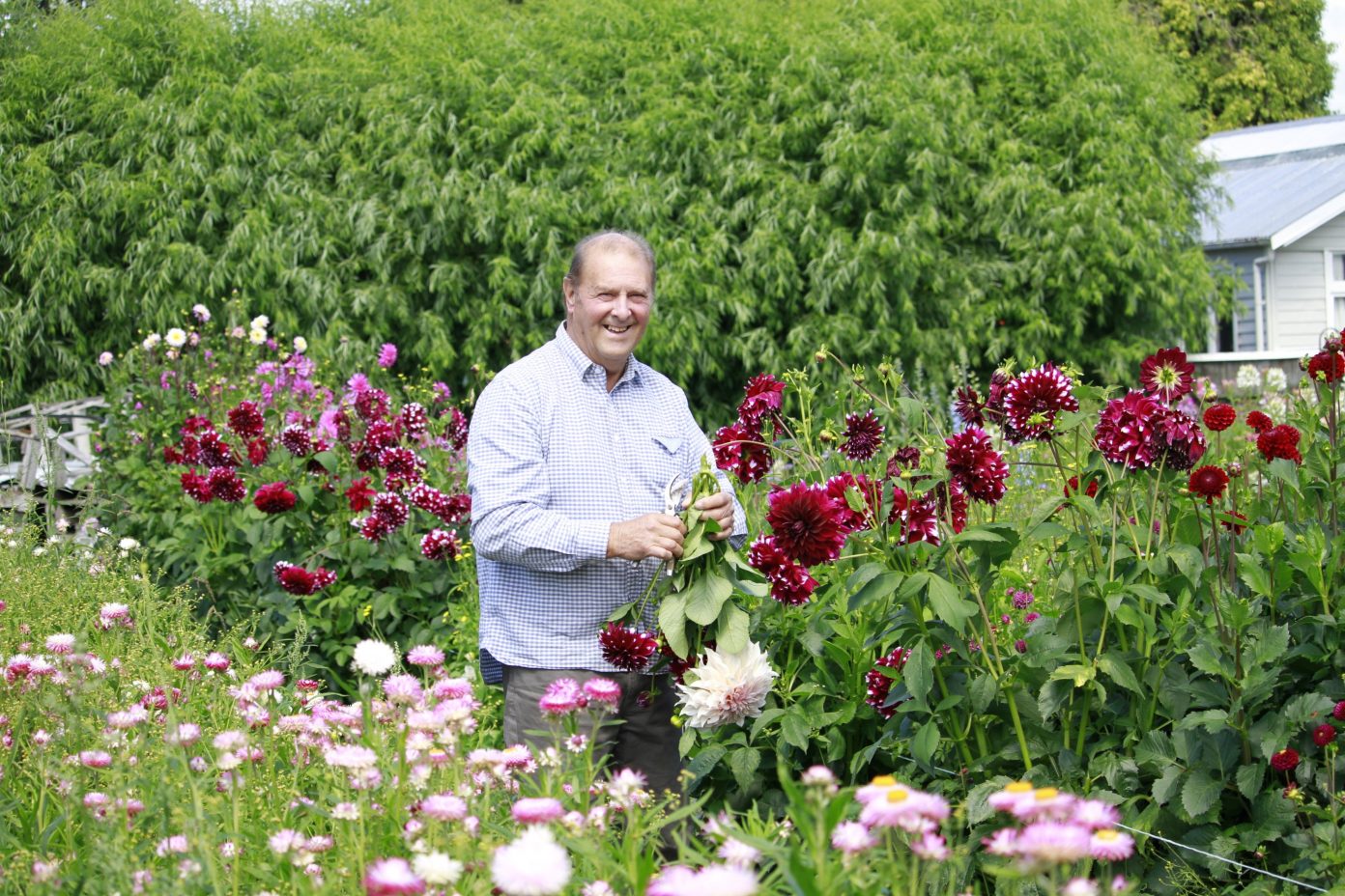 Bucketloads of floral delights | ashburtoncourier.co.nz